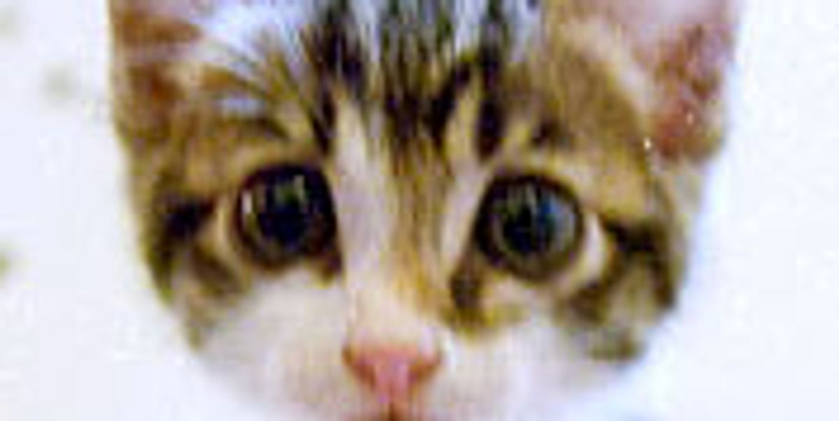 Kitty with Radar Ears and Large Eyes - Love Meow