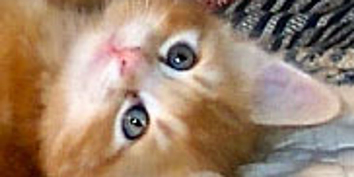 Mingo and Fanty the Ginger Pair - Love Meow