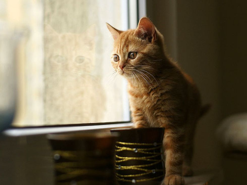 Dexter the Ginger Kitty Turns Man into Cat Lover - Love Meow