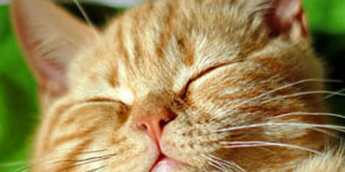 Dexter the Ginger Kitty Turns Man into Cat Lover - Love Meow