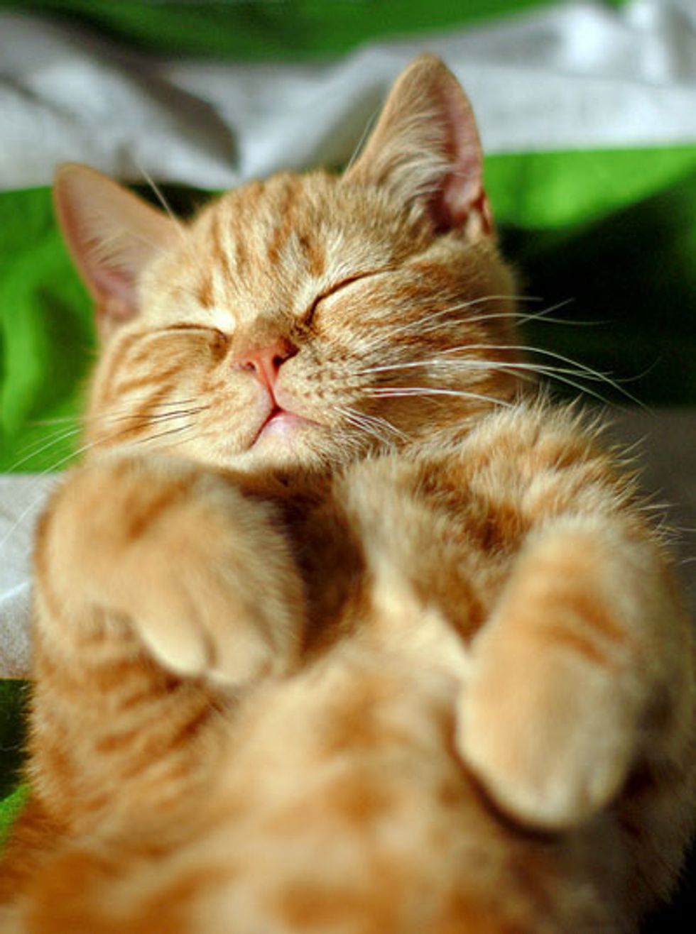 Dexter the Ginger Kitty Turns Man into Cat Lover - Love Meow