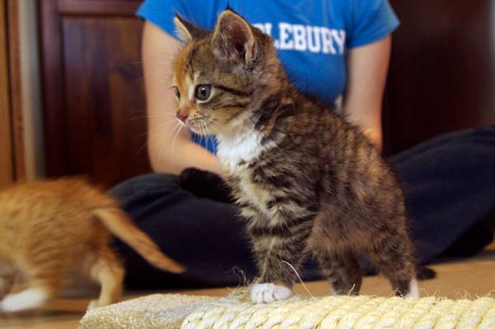 Fiona the Calico Lap Kitty - Love Meow