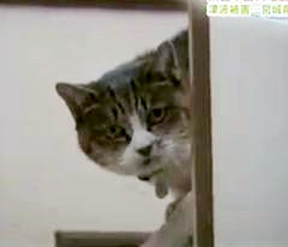 Cat Survived Earthquake and Reunited with Family - Love Meow