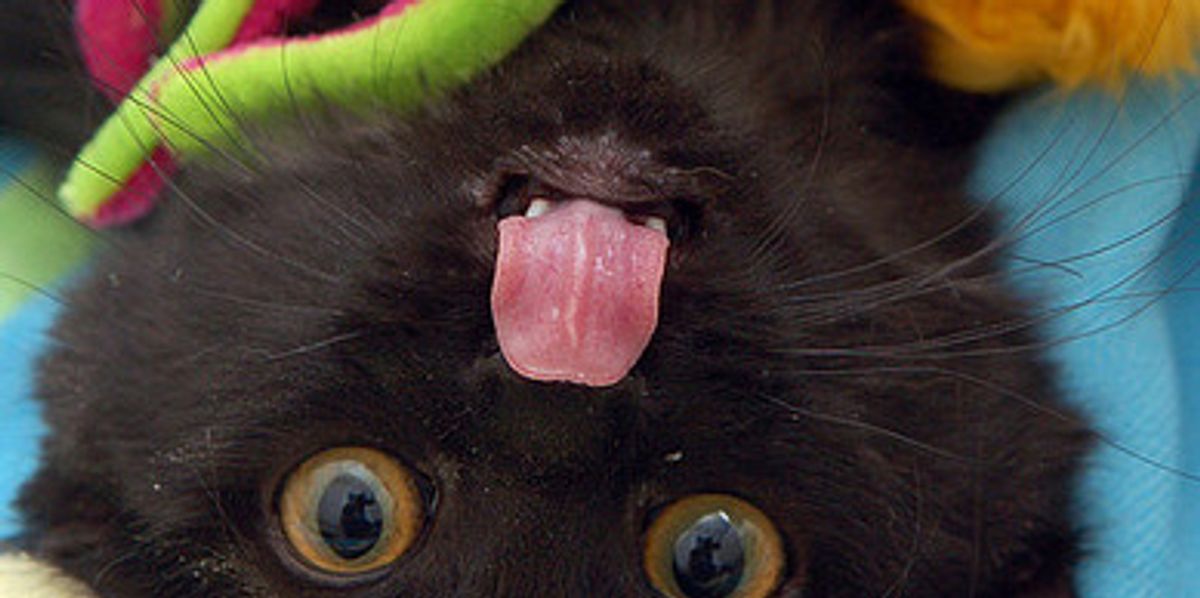 The Face that Brings Smiles - Love Meow