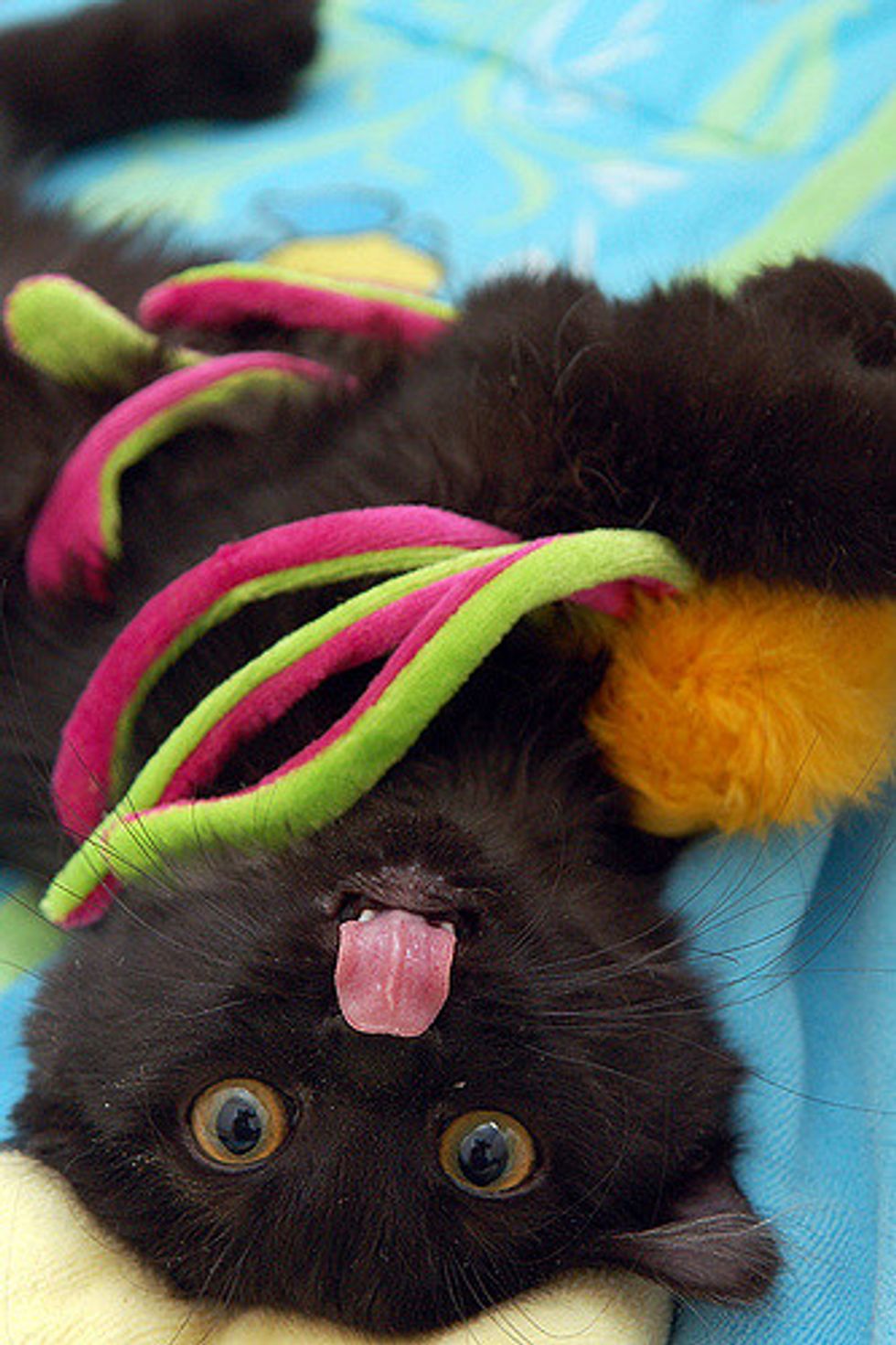 The Face that Brings Smiles - Love Meow