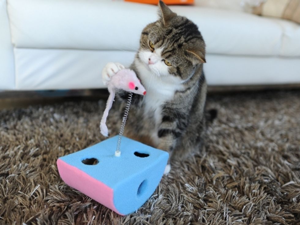 What's Maru Been Up to Lately? - Love Meow