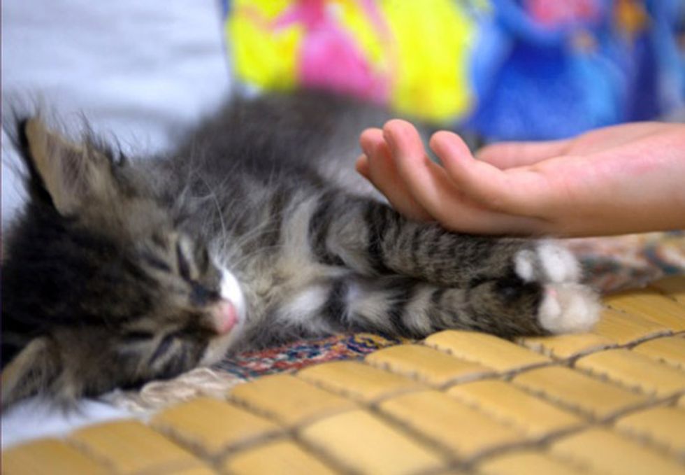 Little Fuzzball Turned into Beautiful Fluffy Cat - Love Meow