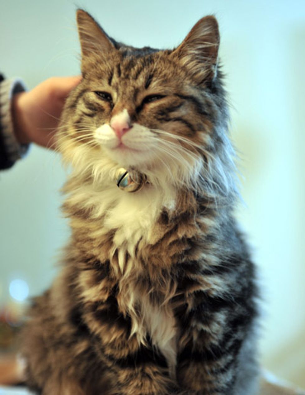 Little Fuzzball Turned into Beautiful Fluffy Cat - Love Meow