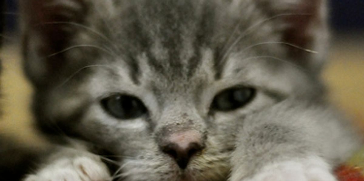 Sprout and Twiggy - Love Meow