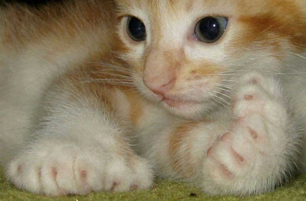 Celebrate the Toes! - Love Meow