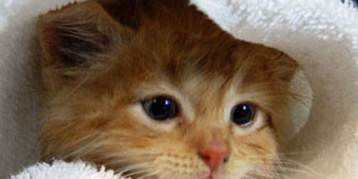 Little Ginger Kitten's First Bath - Love Meow