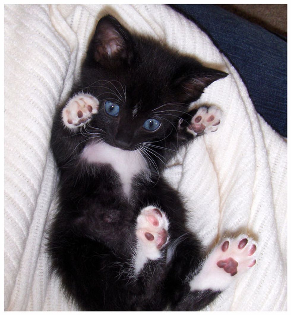 Kitty Shows off Tiny Mittens - Love Meow