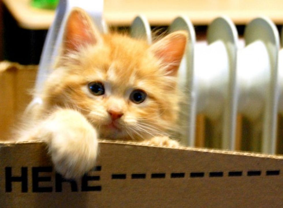 Little Ginger Kitten's First Bath - Love Meow