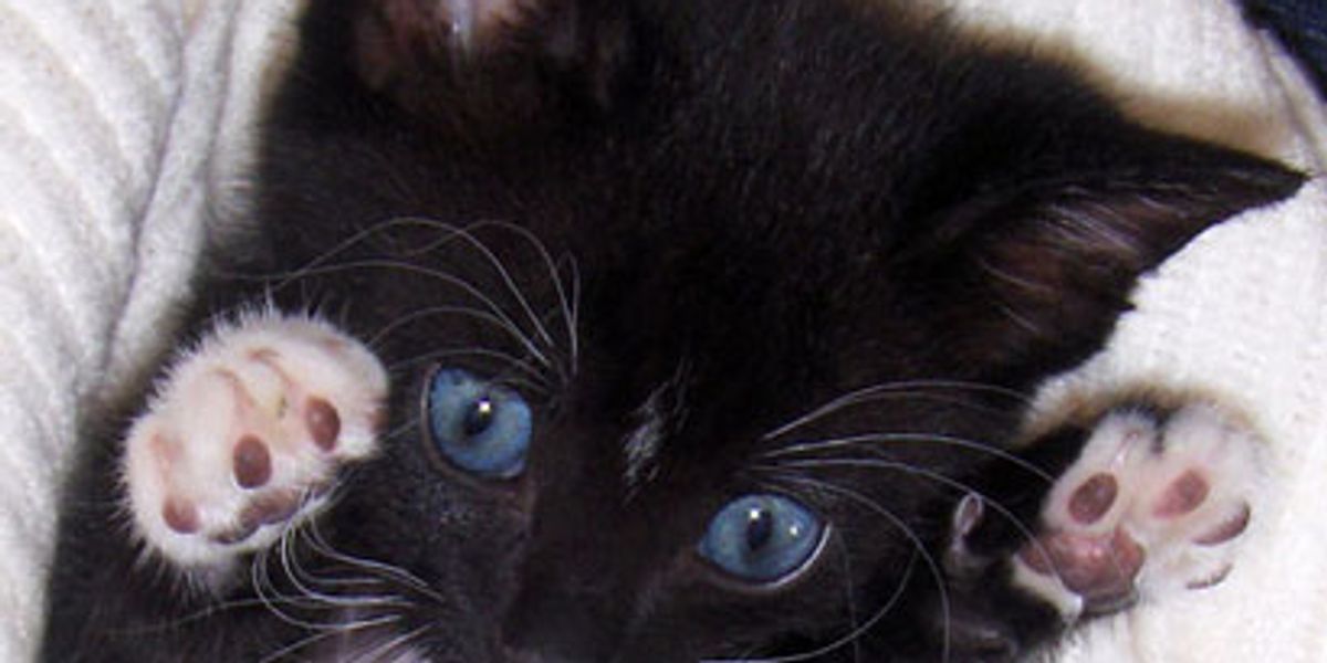 Kitty Shows off Tiny Mittens - Love Meow