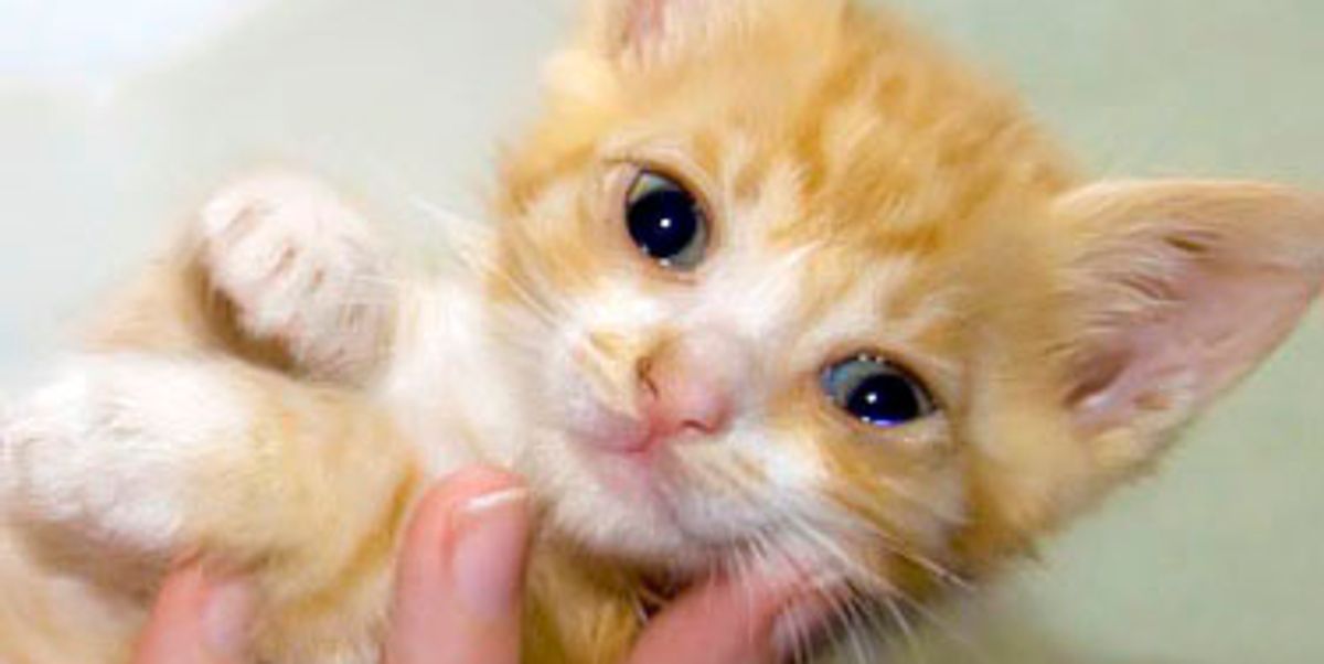 Ginger Foster and His Tabby Furiend - Love Meow