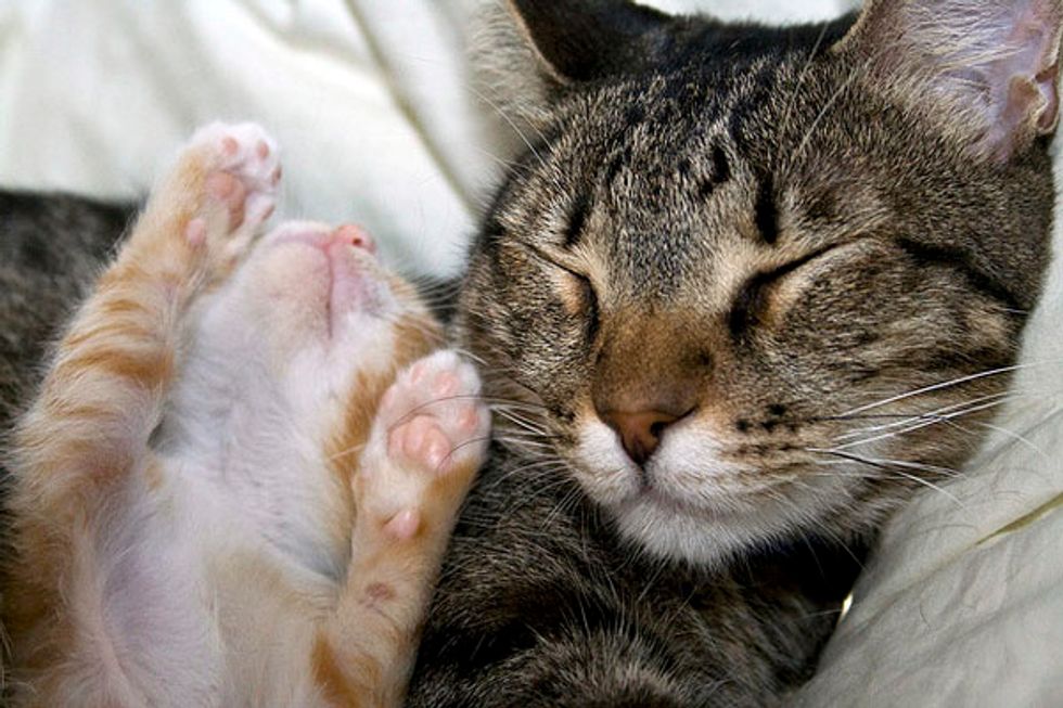 Ginger Foster and His Tabby Furiend - Love Meow