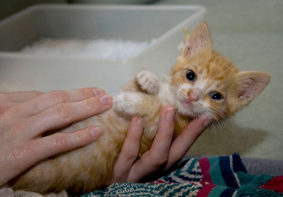 Ginger Foster and His Tabby Furiend - Love Meow