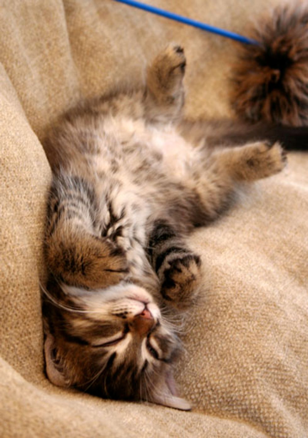 Fuzzy Bundle of Joy - Love Meow