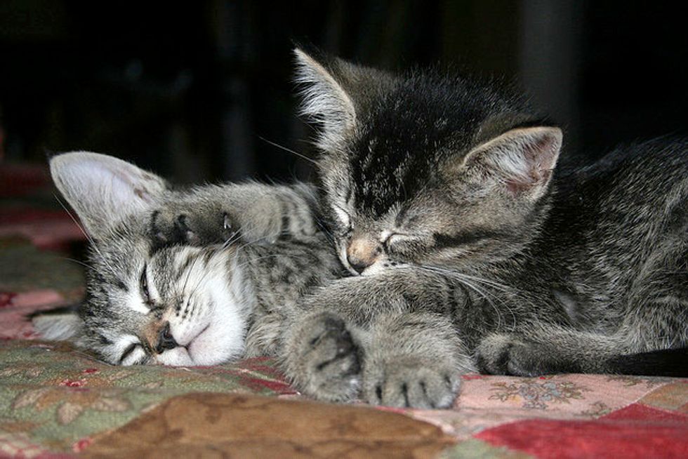 Winston the Lovable Foster Tabby - Love Meow