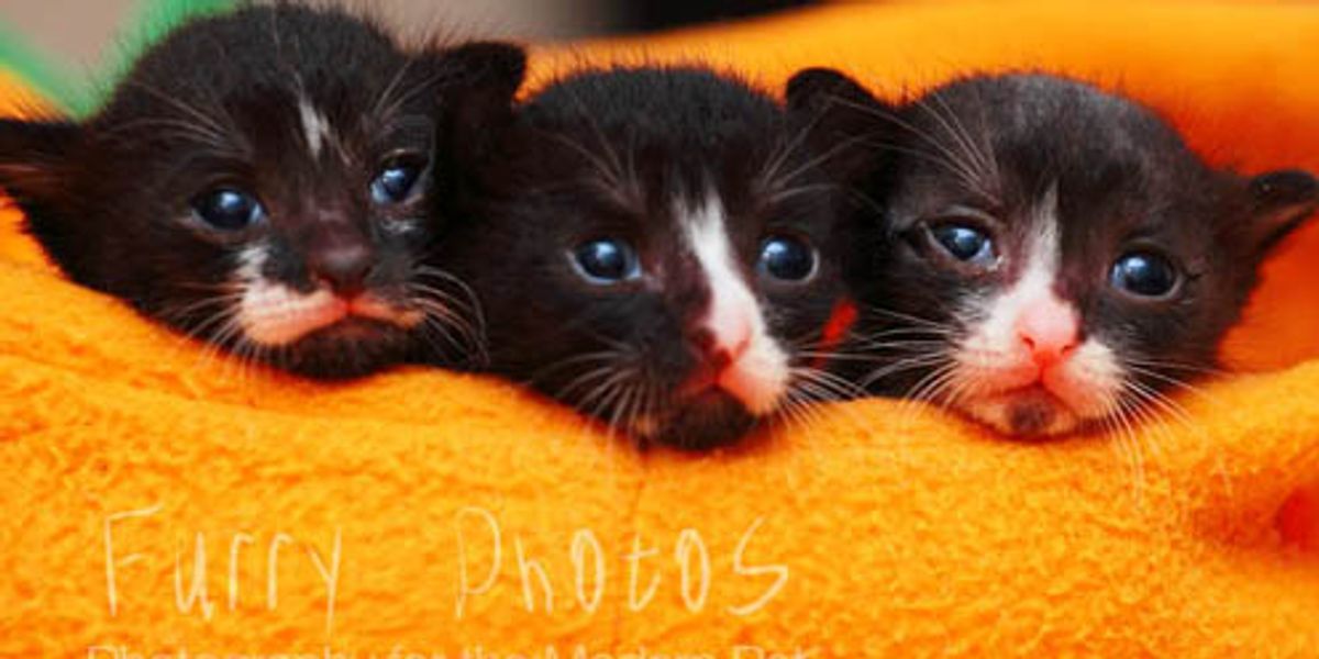 Tiny Tuxedo Trio - Love Meow