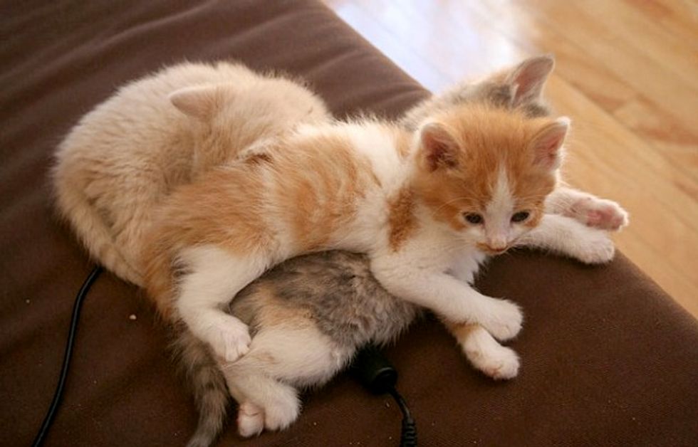 Ducky and His Siblings - Love Meow