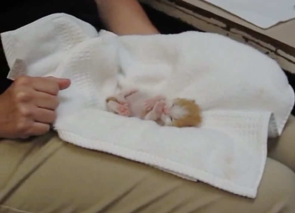 This Tiny Fur Baby is Doing the Cutest Thing with His Paw - Love Meow