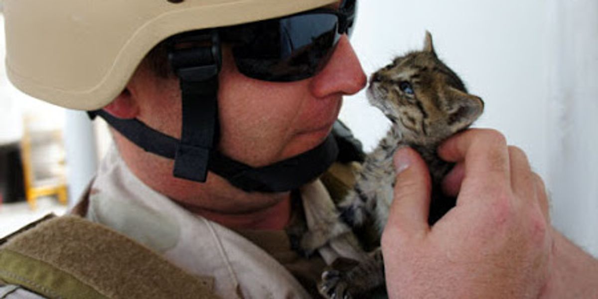 Navy Sailors Bonded with 3 Stowaway Kittens - Love Meow