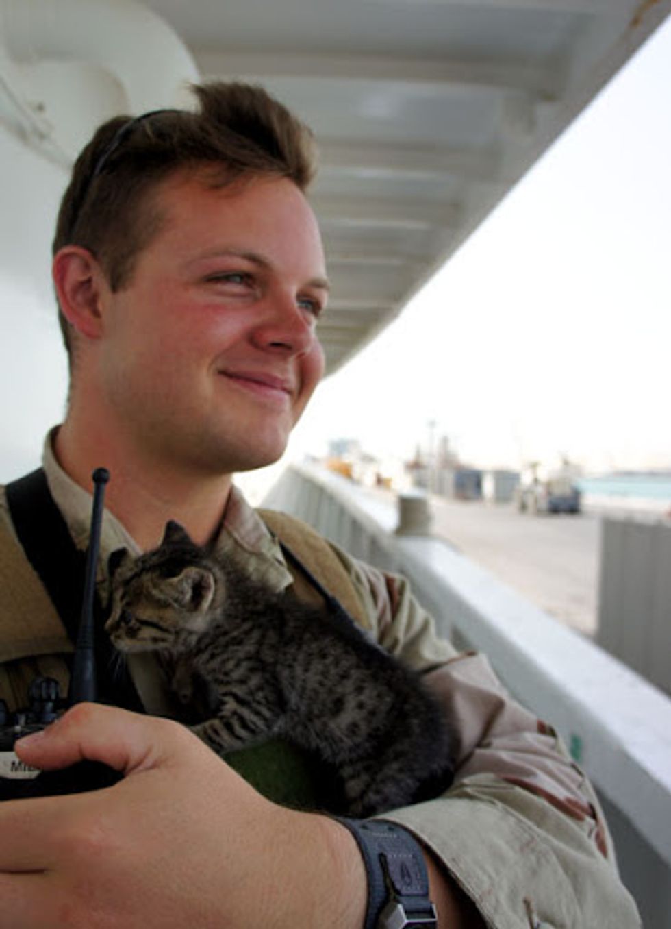 Navy Sailors Bonded with 3 Stowaway Kittens - Love Meow