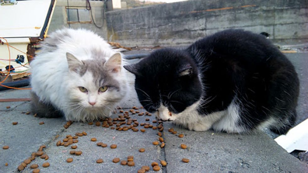 New Photos and Videos of Cat Island After Japan Earthquake - Love Meow