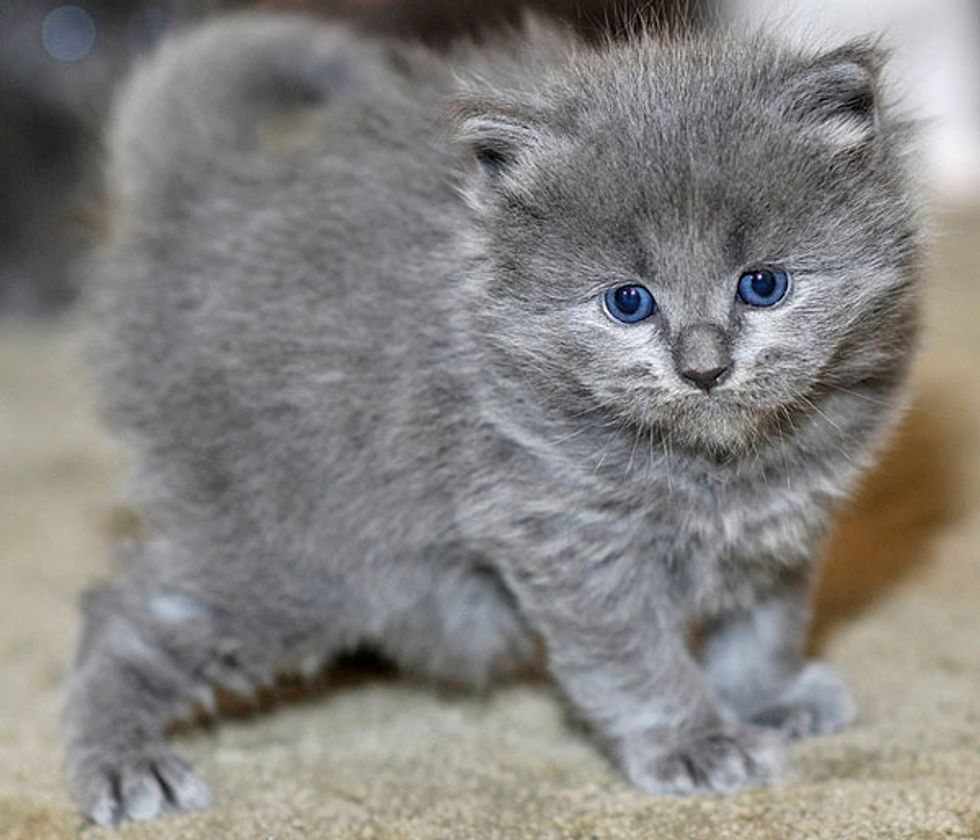 Fuzzy Grey Foster - Love Meow