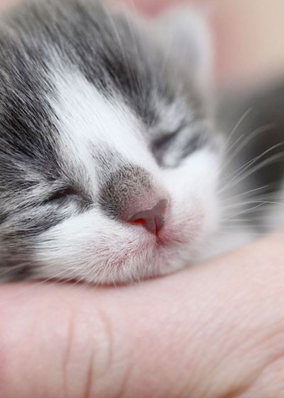 Itty Bitty Rescue with Many Toes - Love Meow