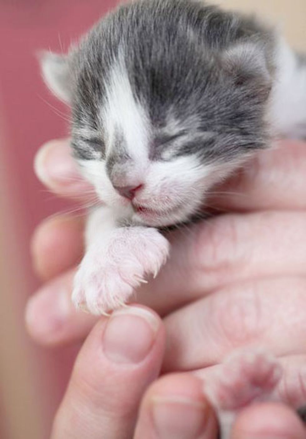 Itty Bitty Rescue with Many Toes - Love Meow