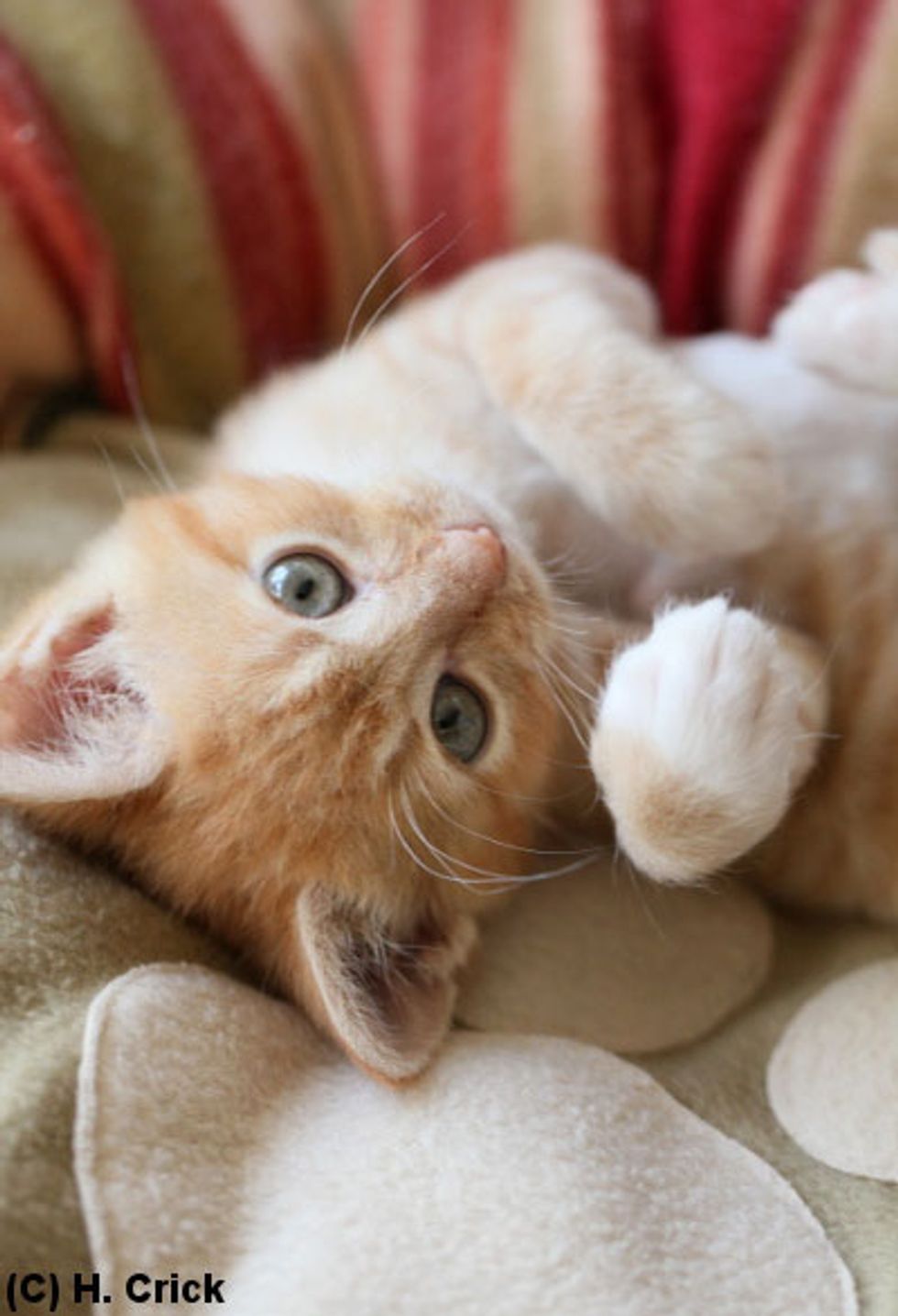 Oliver the Little Ginger Fighter - Love Meow