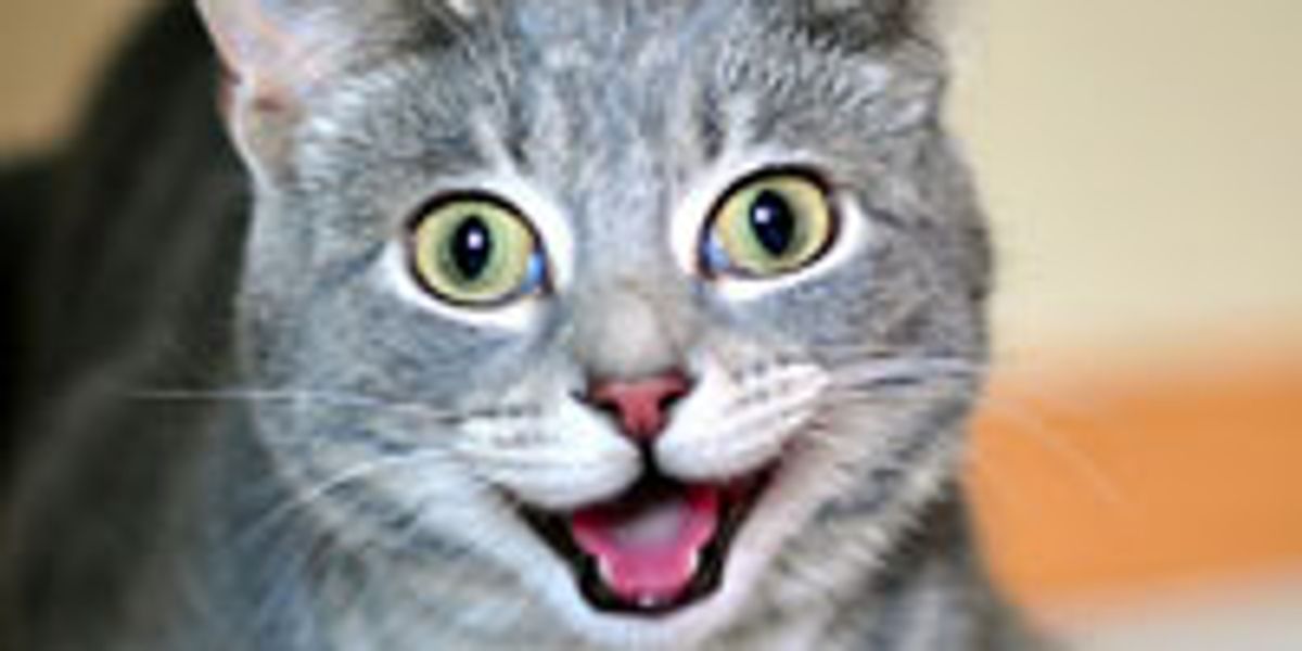 Hyper Kitty - Love Meow