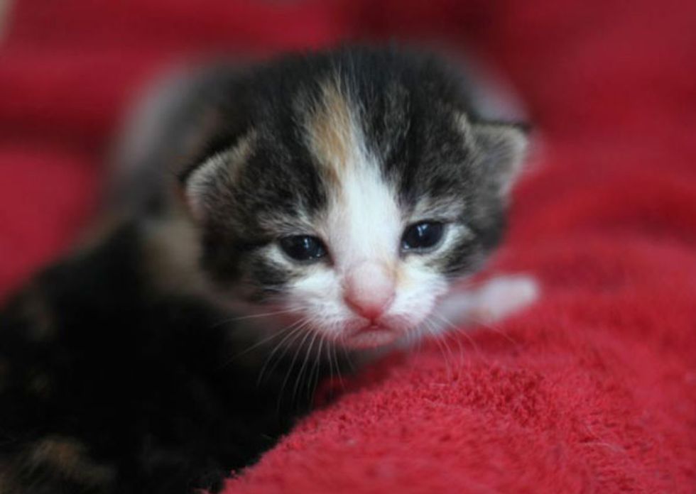 Itty Bitty Calico, Bundle of Joy - Love Meow