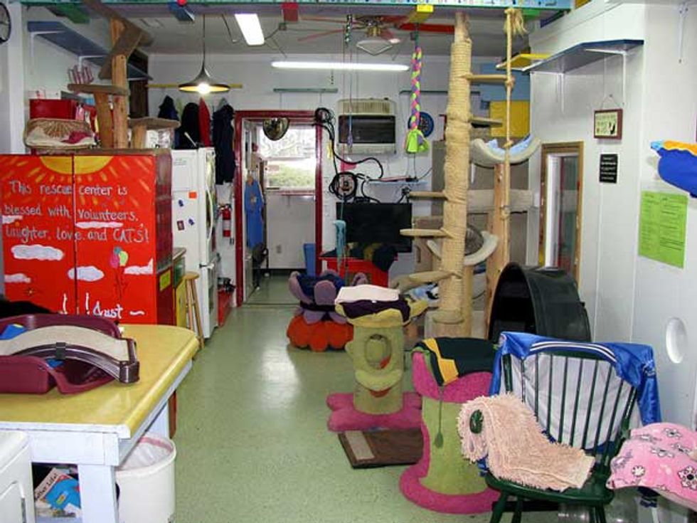 Friends of Felines' Rescue Center, a Cat Haven - Love Meow