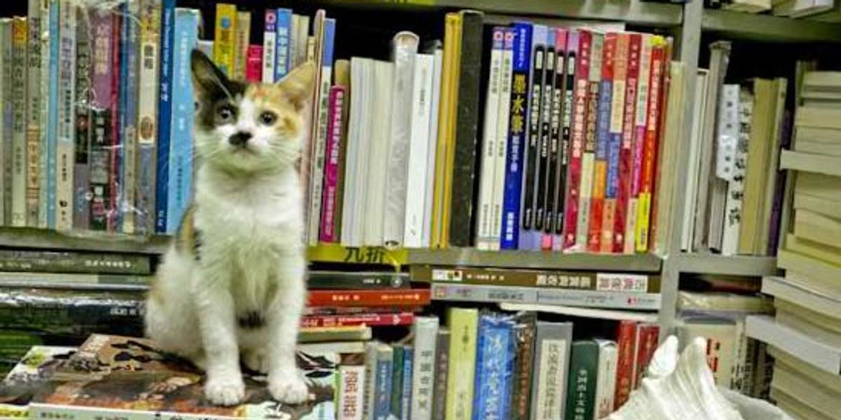 Stray Cats Find Home in a Bookstore in Hong Kong - Love Meow