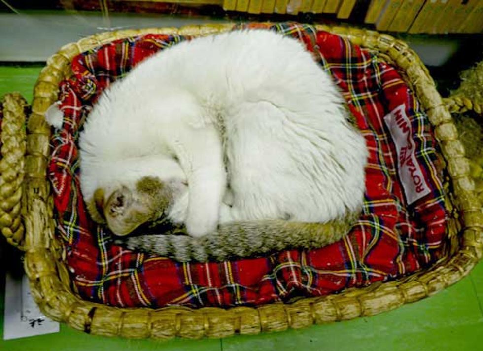 Stray Cats Find Home in a Bookstore in Hong Kong - Love Meow