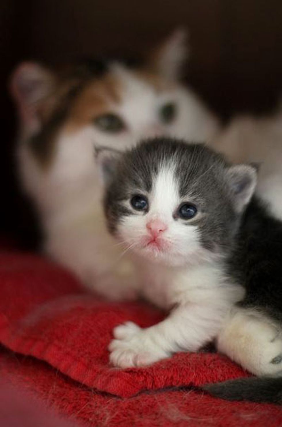 Amerigo the Little Furry Polydactyl Explorer - Love Meow