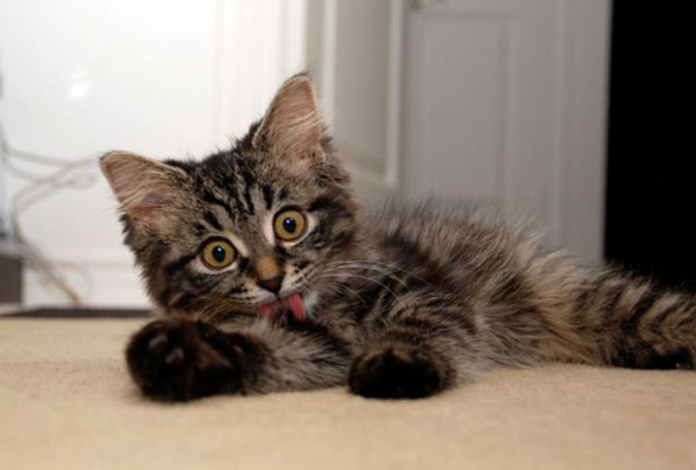 Bubbles the Bubbly Kitty - Love Meow