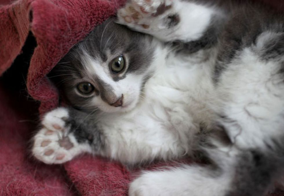 Adagio the Adorable Big Foot Kitty - Love Meow