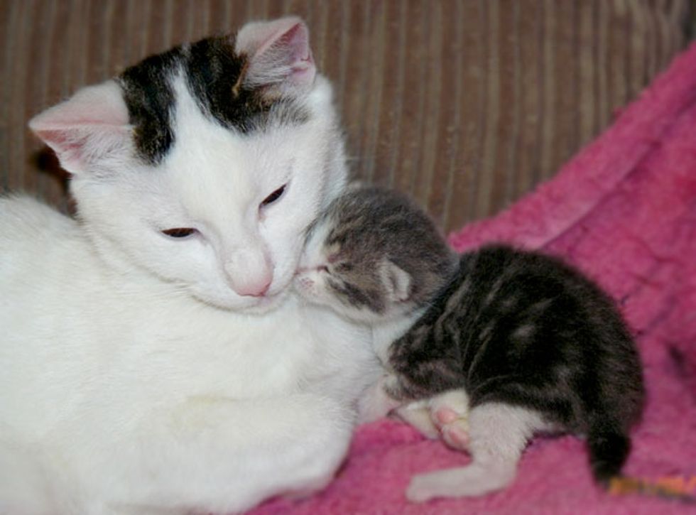 6 Amazing Stories of Fatherly Cats - Love Meow