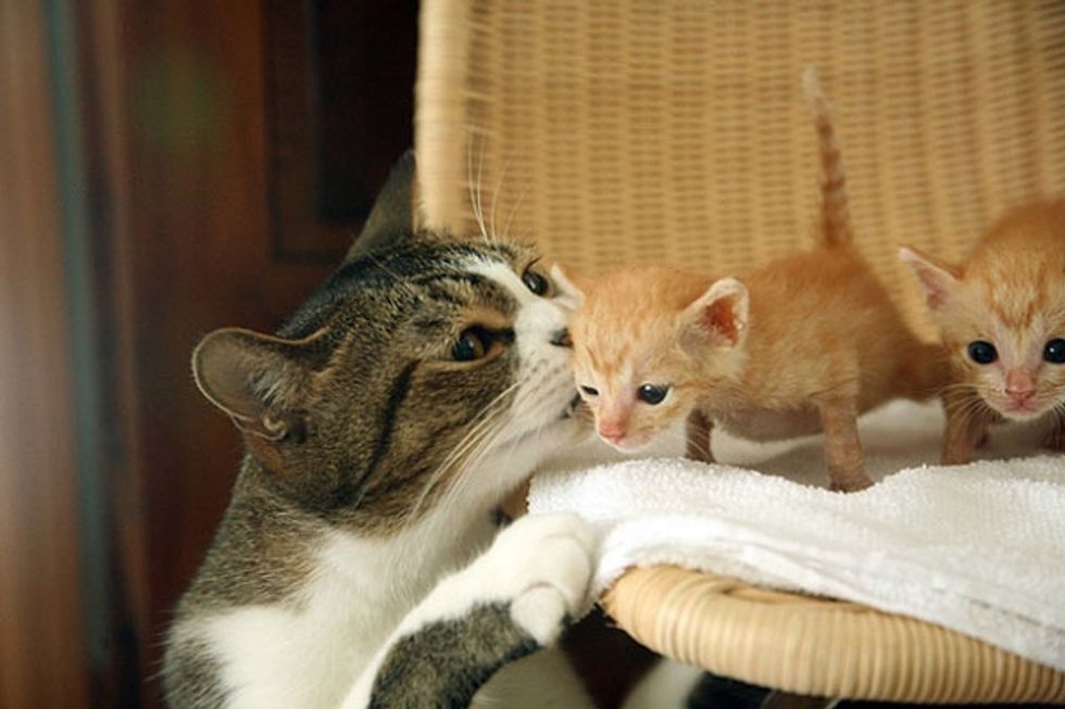 6 Amazing Stories of Fatherly Cats - Love Meow
