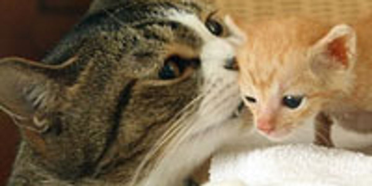 6 Amazing Stories of Fatherly Cats - Love Meow