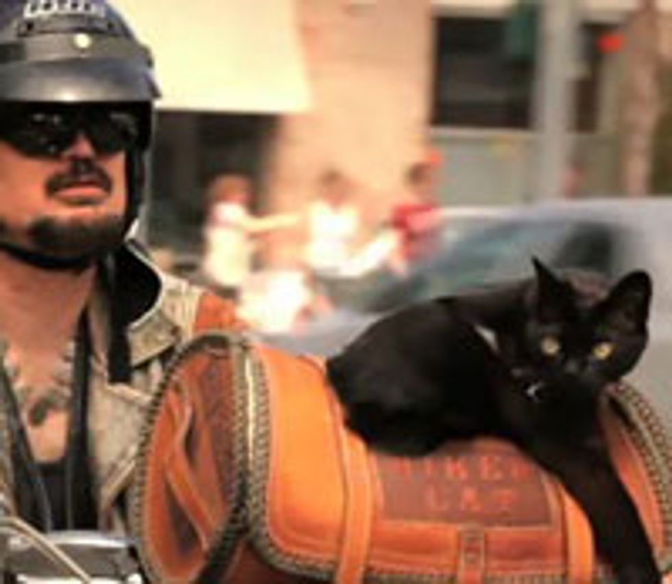 Real Men Love Cats - Love Meow