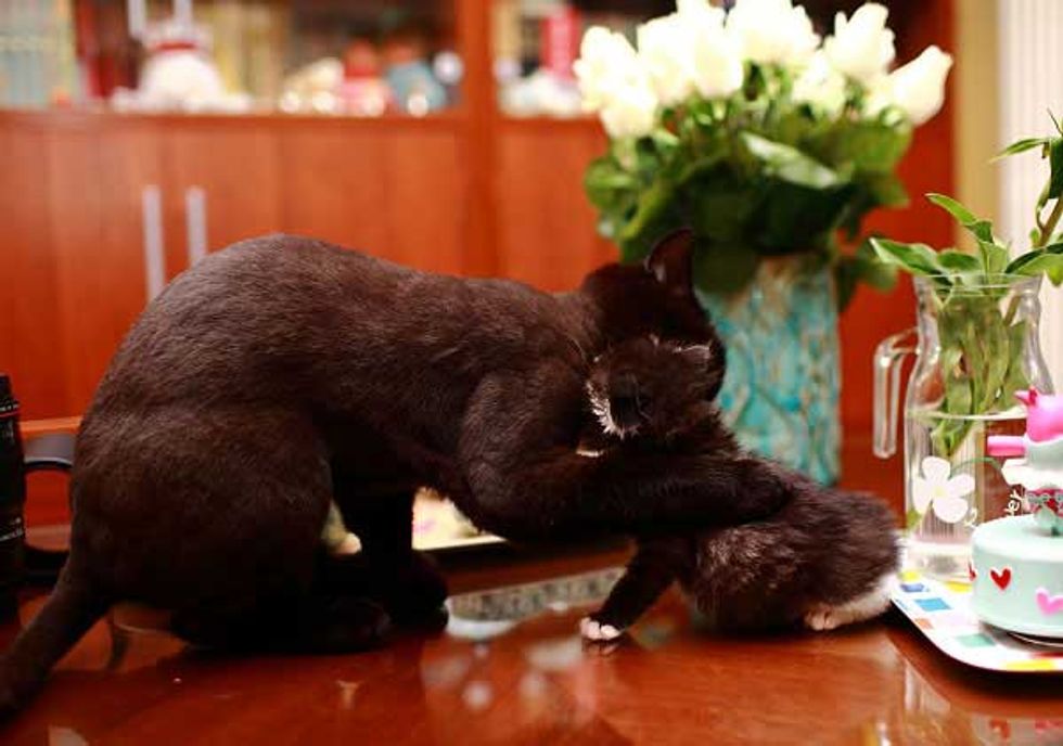 Journey of an Itty Bitty Rescue Kitty - Love Meow