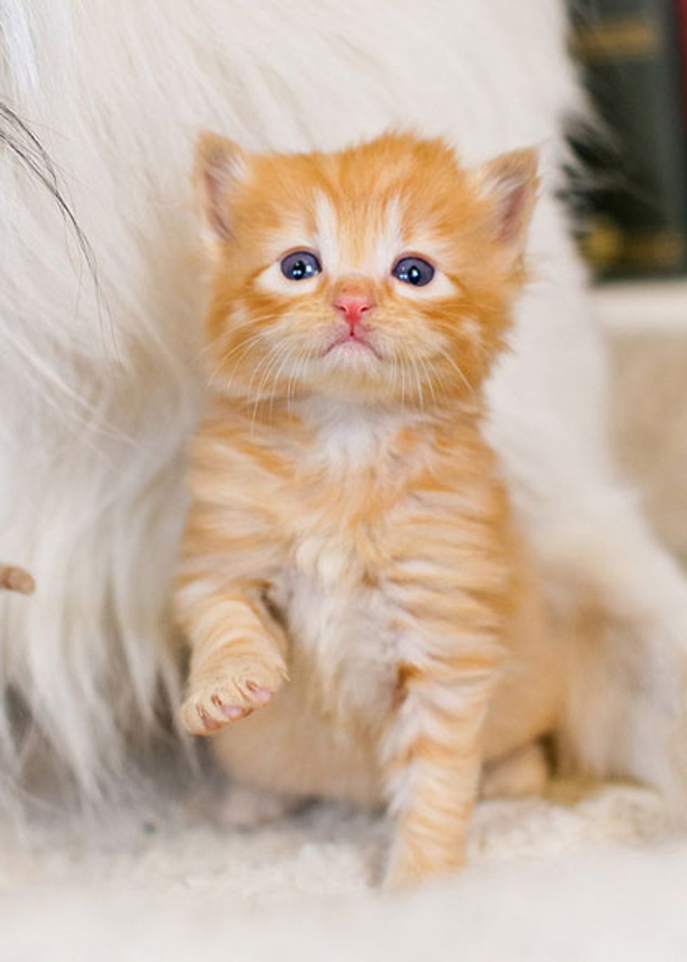 From Kitten to Cat, Dio the Ginger - Love Meow