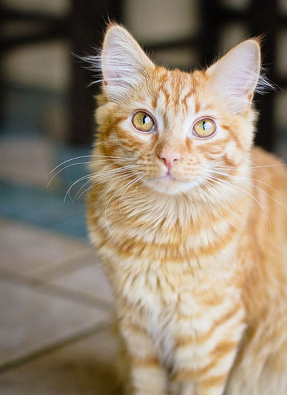 From Kitten to Cat, Dio the Ginger - Love Meow