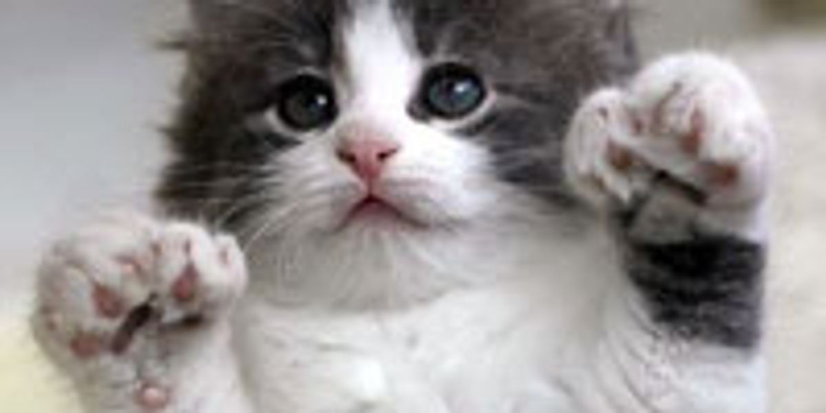 Poly Paws Up - Love Meow