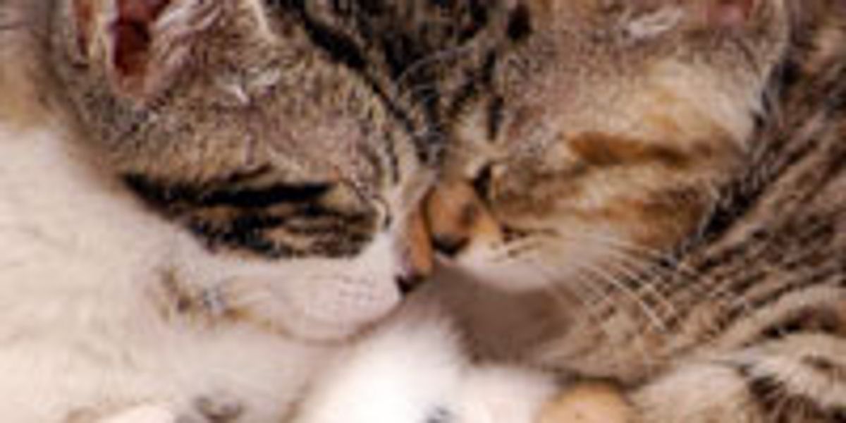 The Sweetest Kiss - Love Meow